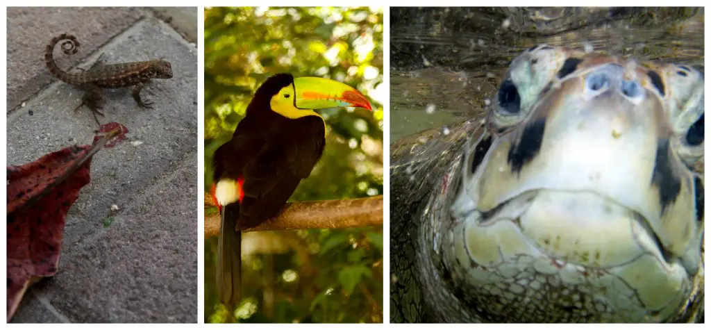 Swim With Stingrays and Other Top Things To Do in the Cayman Islands ...