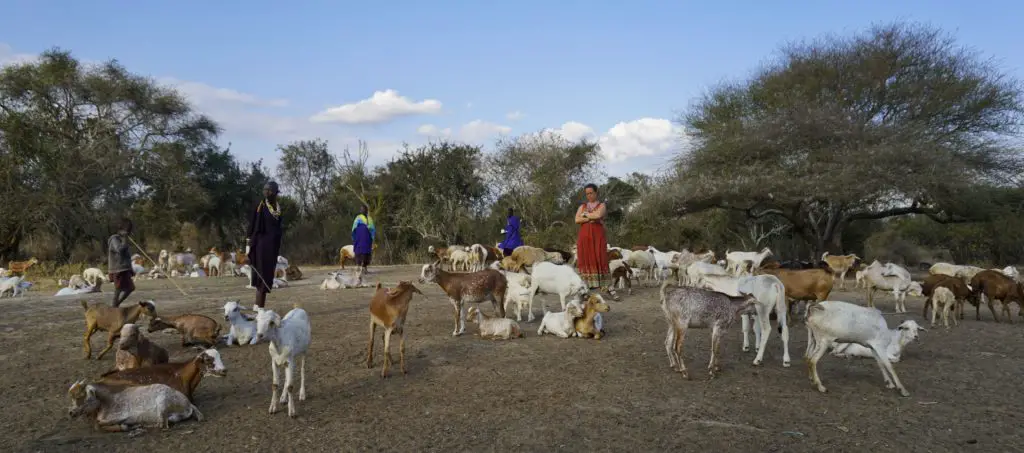 A Glance into Masai Culture: Living With the Masai in the Bush in ...