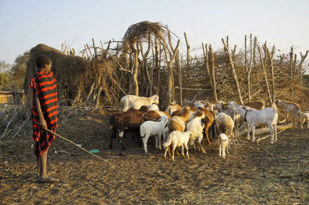 A Glance into Masai Culture: Living With the Masai in the Bush in ...